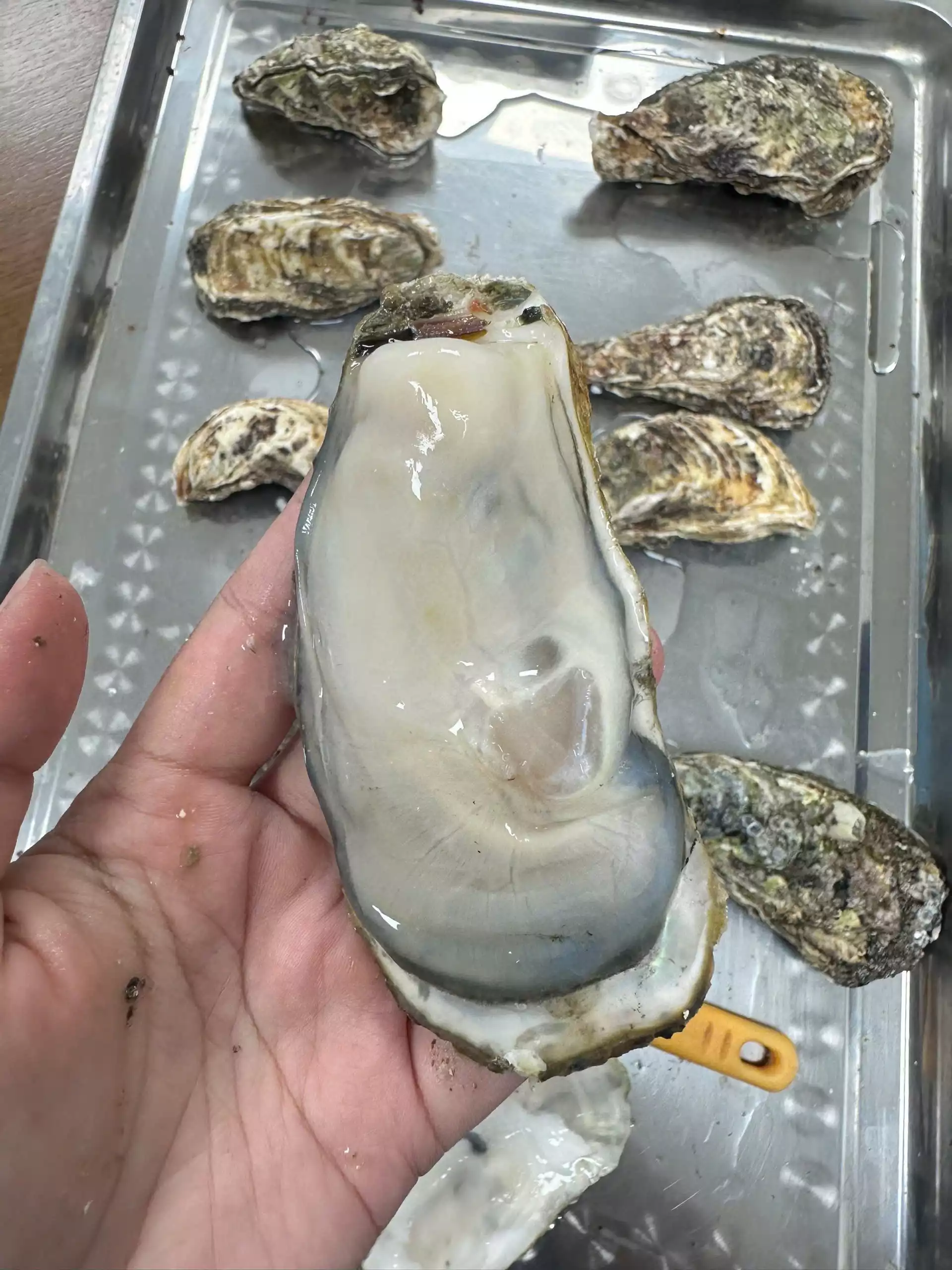 Hàu Hàn Quốc Nguyên Con Nhập Khẩu (Frozen Whole-Shell Oysters) | JMCSPECIAL