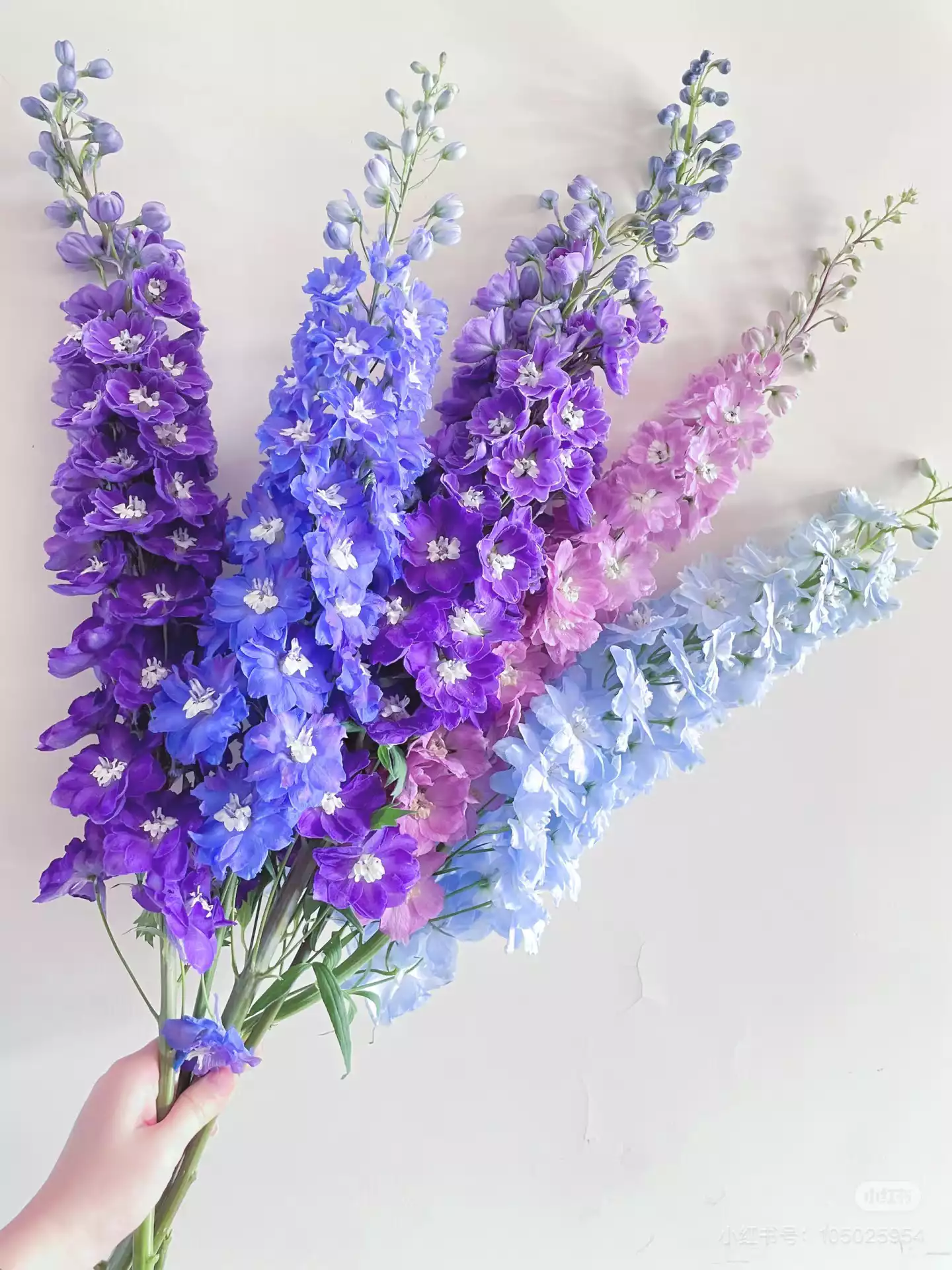 เดฟีเนียมใหญ่ 大飞燕 | Amy Flowers ดอกไม้นำเข้า