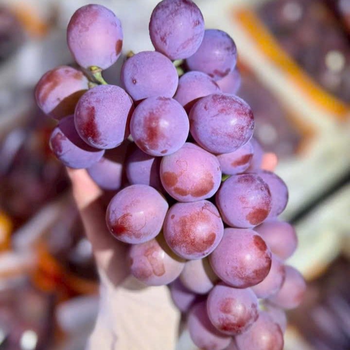 Nho Ruby Roman – Vua nho đỏ, ngọt thanh sang trọng